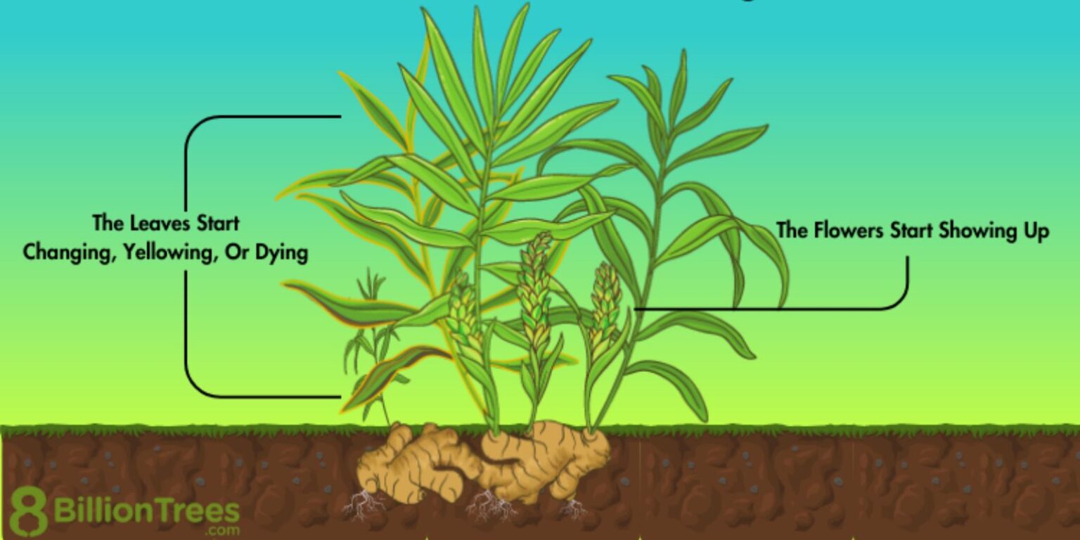 The Ultimate Guide to Harvesting Ginger: 12 Steps to Success - Natural ...