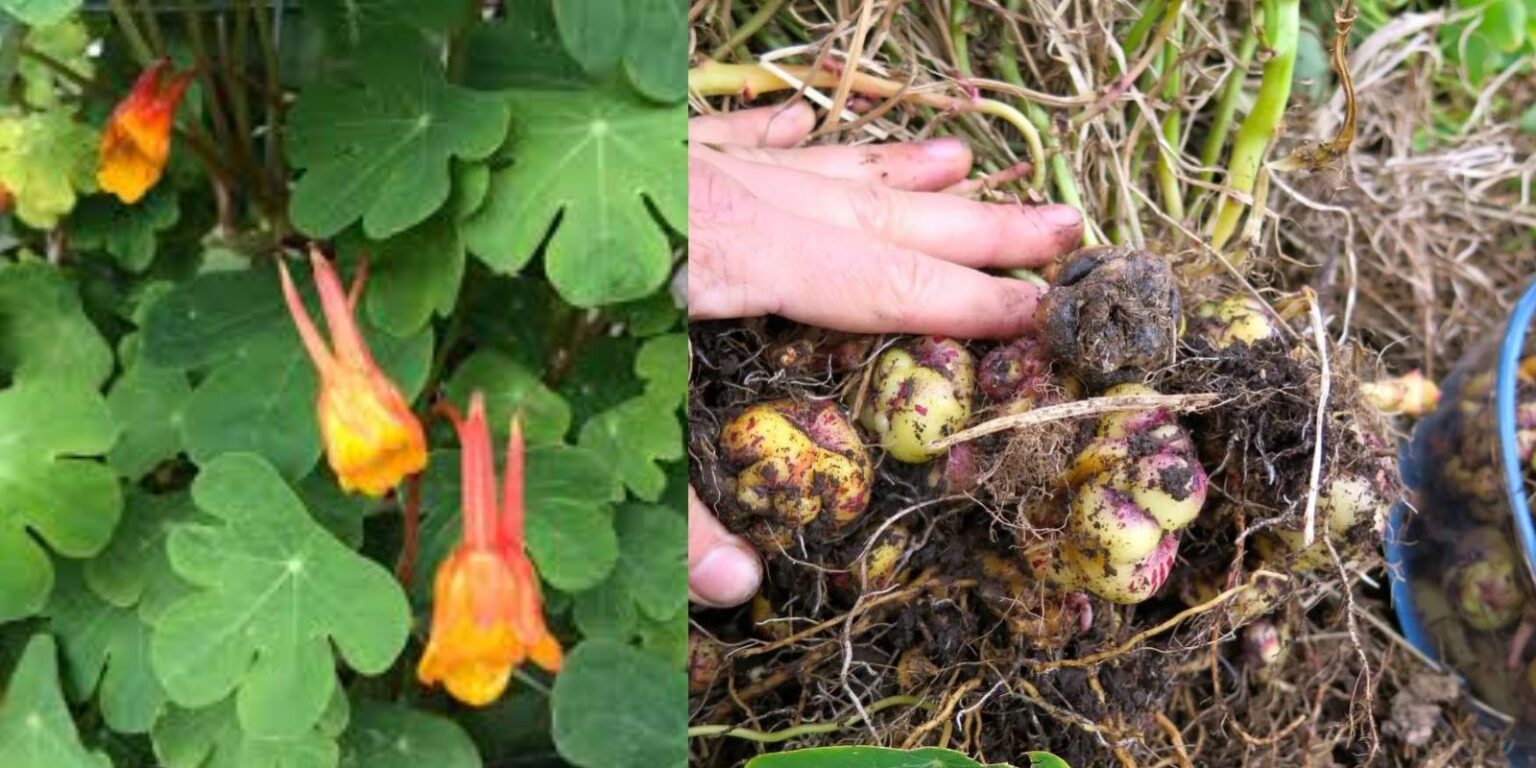 The Marvelous Mashua: Cultivating a Rare and Unique Vegetable in Your ...