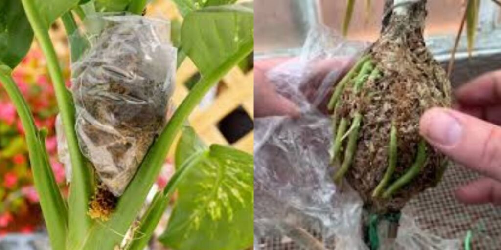 Mastering Air Layering: A Step-by-Step Guide to Propagate Plants Like a ...