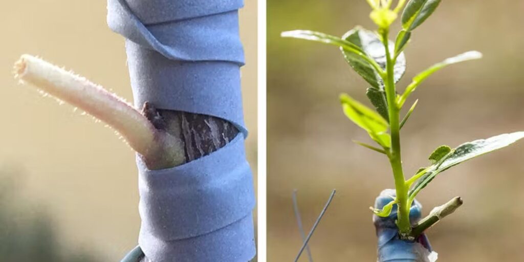 Mastering Chip Budding Grafting: A Step-by-Step Guide to Creating ...