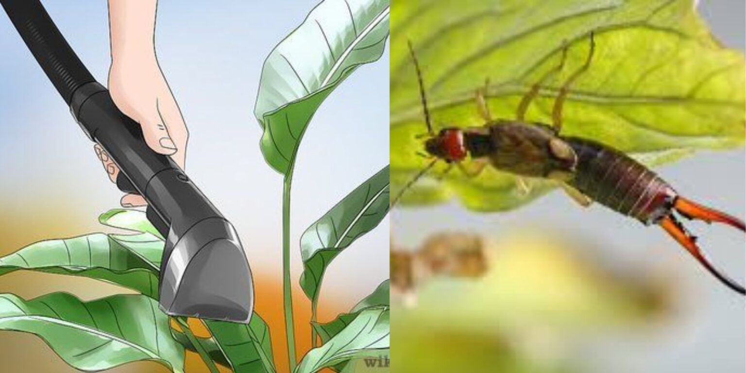 12 Effective Steps to Get Rid of Earwigs and Protect Your Garden ...