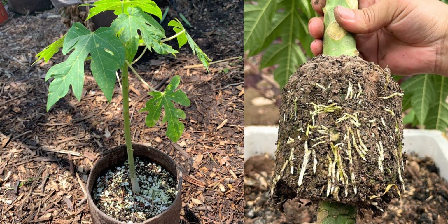 How to Grow a Papaya Plant from a Single Leaf: A Complete Guide to ...
