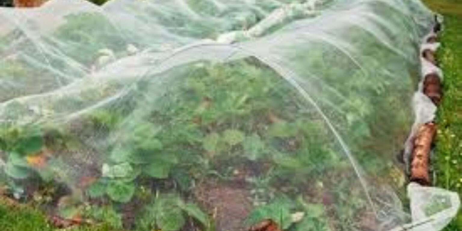 Natural Pest Defense: 11 Powerful Plants That Protect Your Garden from ...