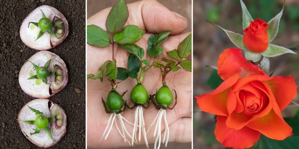 How to Grow Roses from Cuttings Using Banana Peels: A Revolutionary ...
