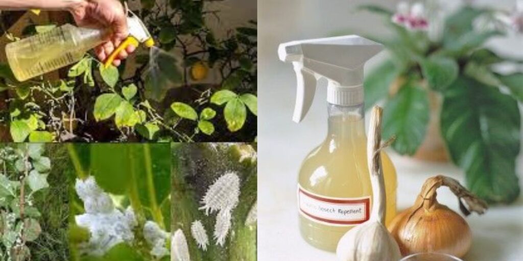 Garlic Alcohol: The Ultimate Natural Insecticide Against Scale Insects ...