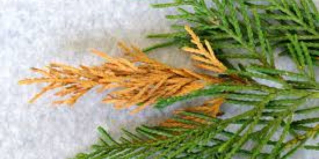 Understanding and Managing Diseases of Juniper and Italian Cypress ...