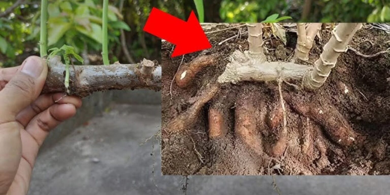 Mastering Cassava Cultivation: How to Plant Cassava Beds for a ...
