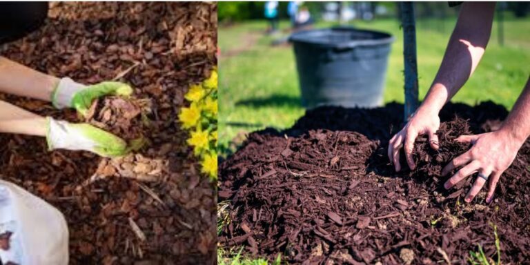The Definitive Guide to Mulching: Benefits, Techniques, and Tips for a ...