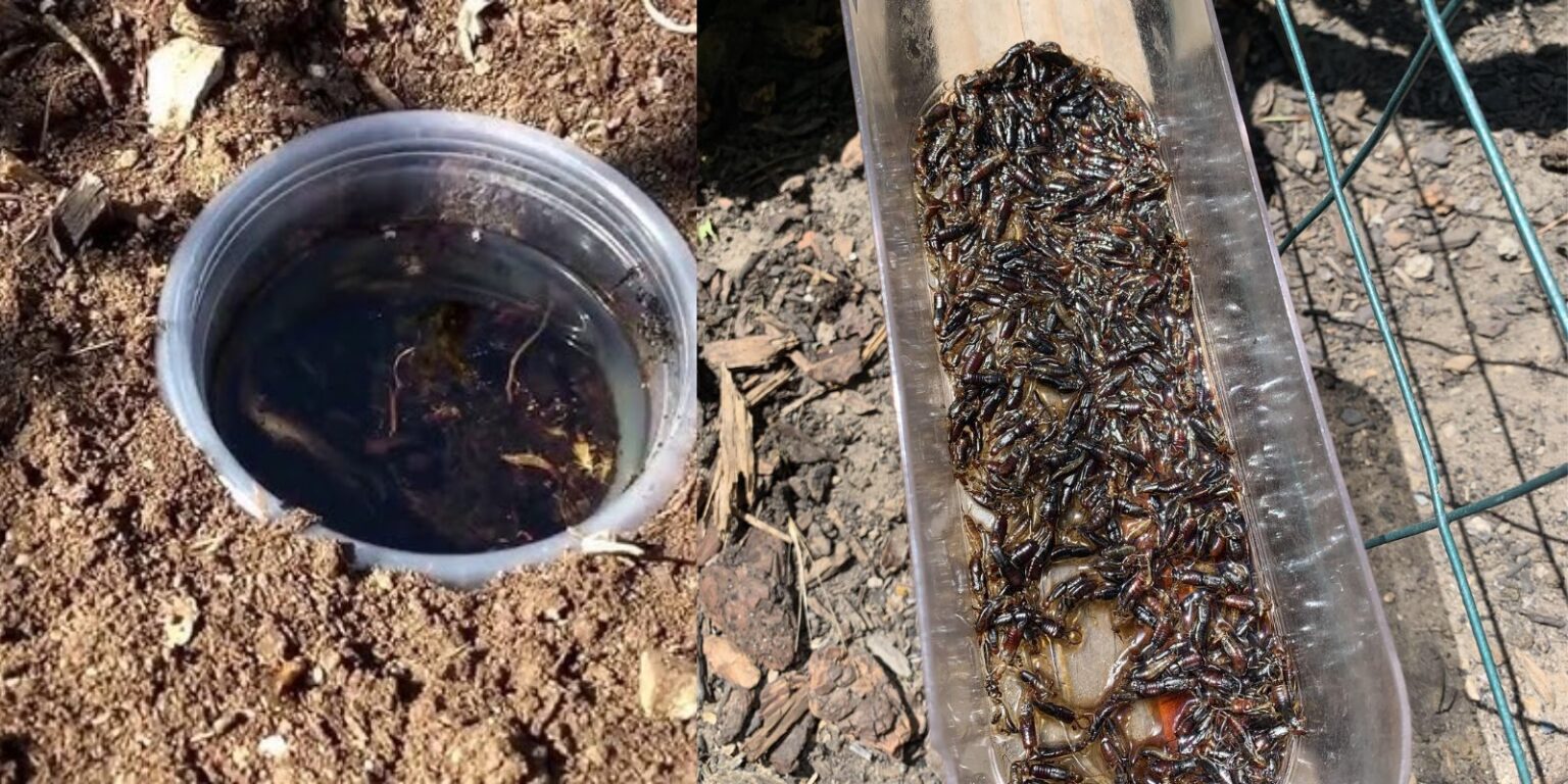 Homemade Earwig Trap - The Best Way to Get Rid of Them Naturally ...