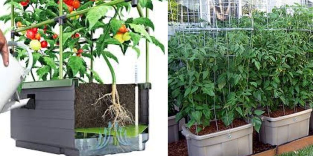Turn Storage Containers into Self-Watering Tomato Planters: A Complete ...