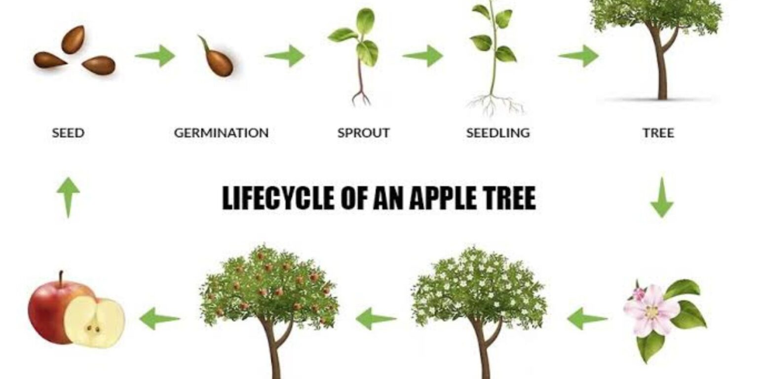 Growing an Apple Tree from Seed: A Step-by-Step Guide for Year-Round ...