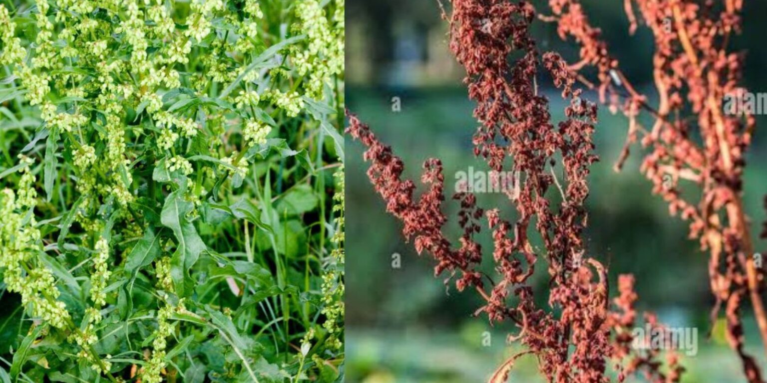 Foraging and Using Docks (Rumex): A Nutrient-Rich Wild Harvest for Year ...
