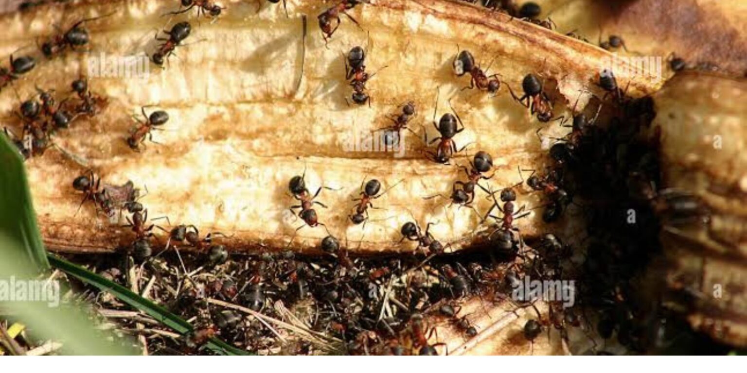 Eco-Friendly Pest Control: How to Eliminate Ants Naturally with Banana ...