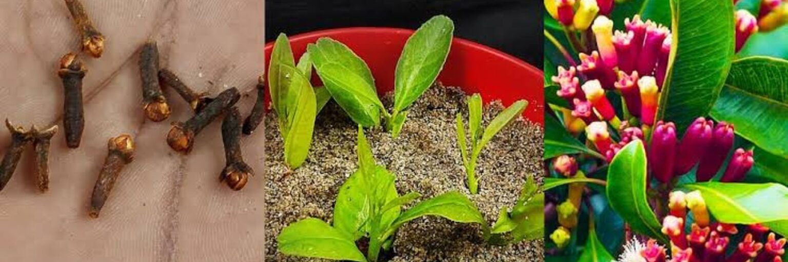 How to Grow Clove Plant at Home: A Complete Guide for Beginners ...