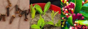 How to Grow Clove Plant at Home: A Complete Guide for Beginners ...