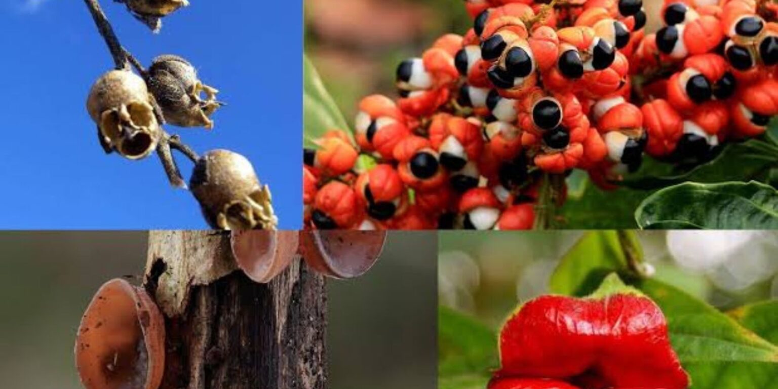The Art of Imitation: 6 Fascinating Plants That Resemble Human Body ...