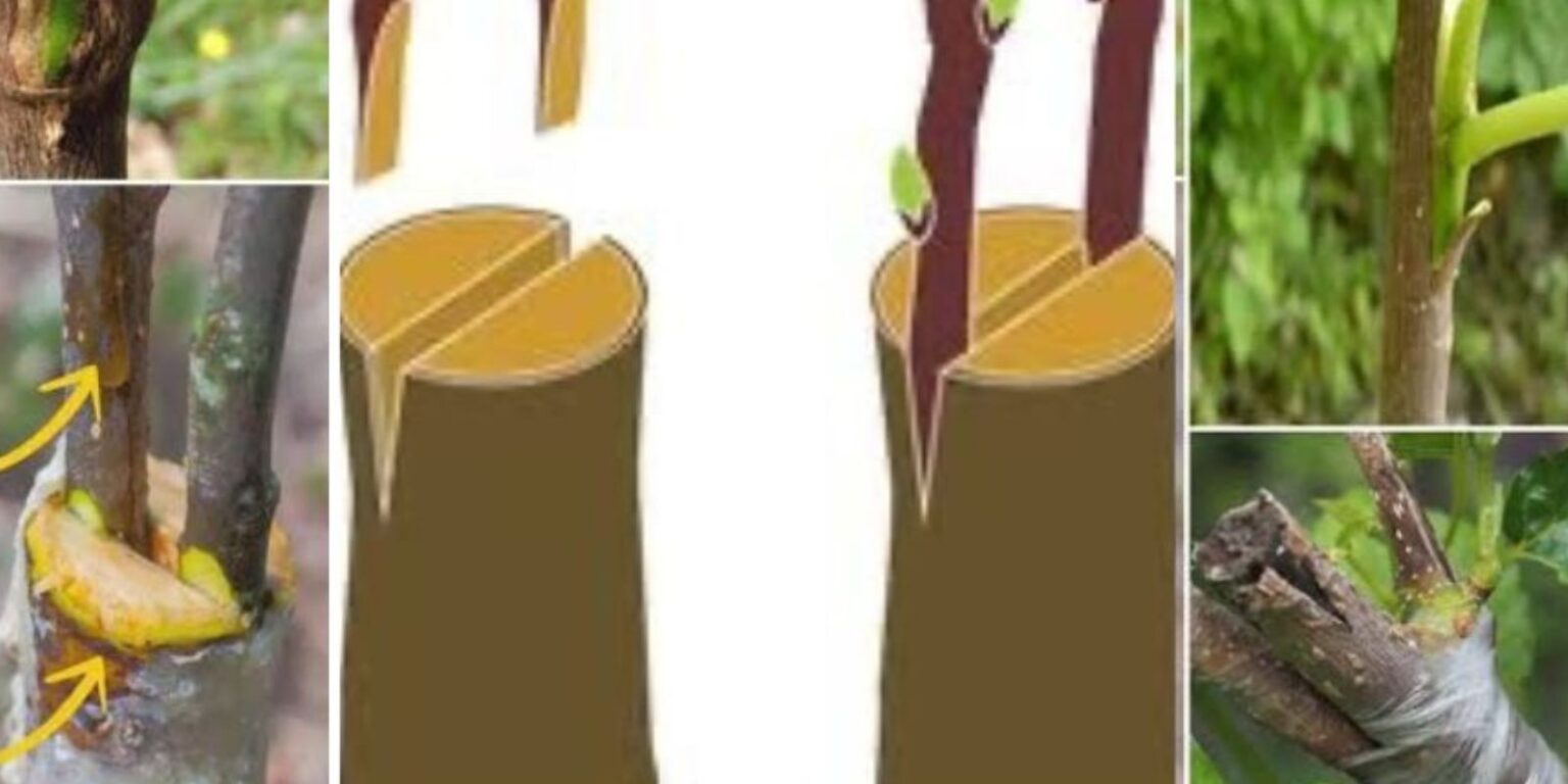 A Complete Guide to Grafting Fruit Trees: Techniques, Tips, and Best ...