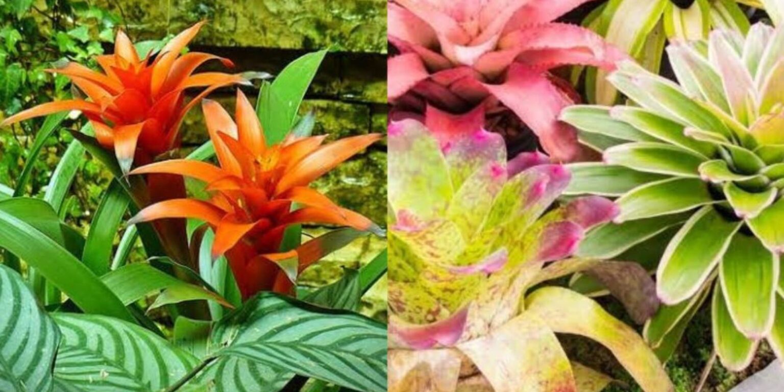 Bromeliads in Pots: The Ultimate Guide to Growing and Caring for These ...