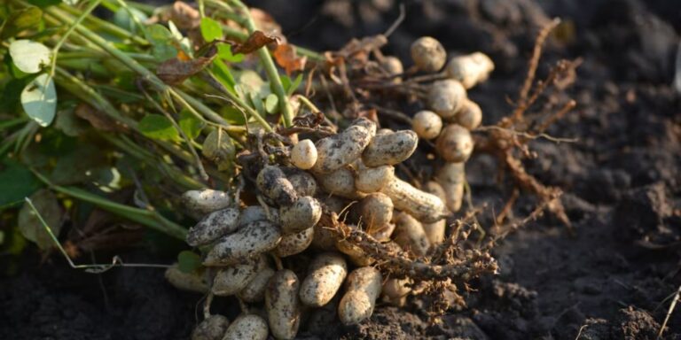 Growing Peanuts at Home: A Beginner’s Guide to Using Recycled Plastic ...