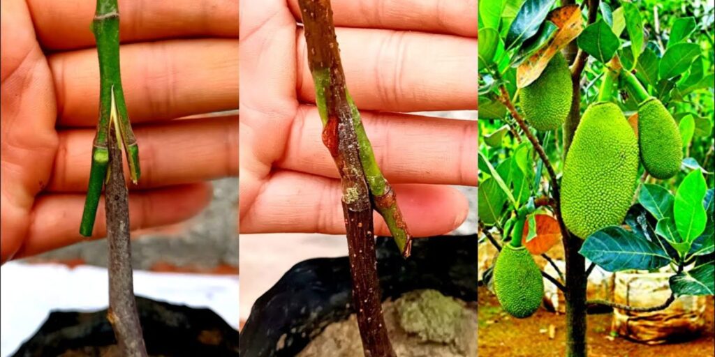 Mastering Jackfruit Grafting: The Ultimate Guide to Propagating This ...