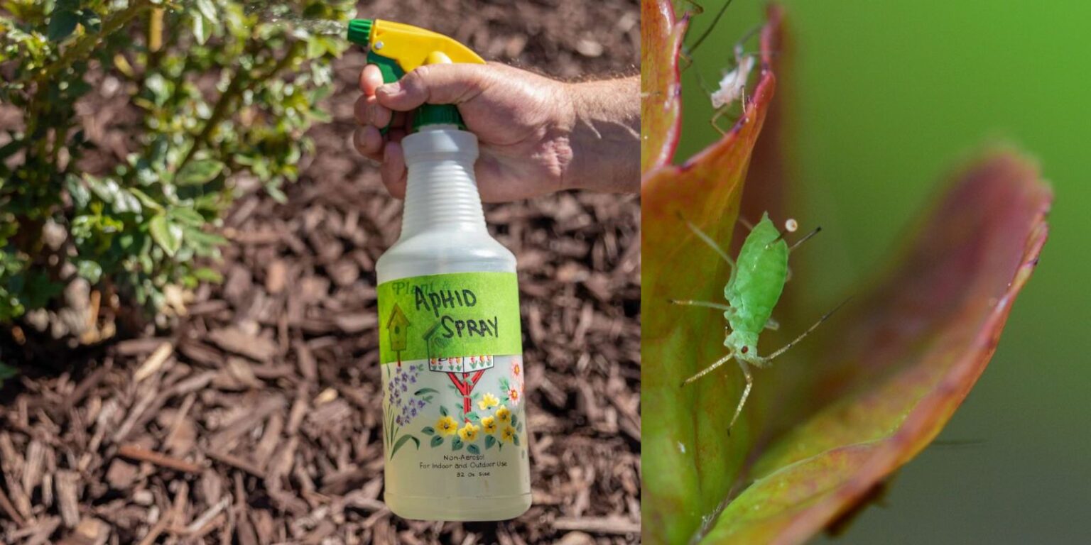 The Ultimate Guide to Making and Using Garlic Alcohol as an Insecticide ...