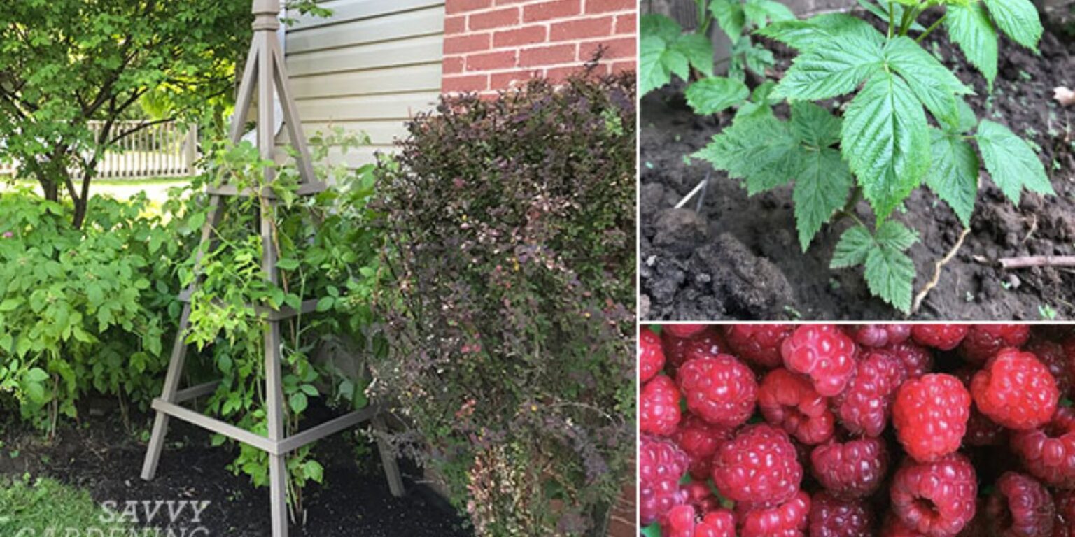 Grow Raspberries at Home in Containers: A Complete Guide for Beginners ...