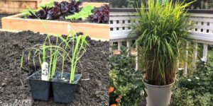 How to Grow Rice in Your Backyard Vegetable Garden: A Step-by-Step ...