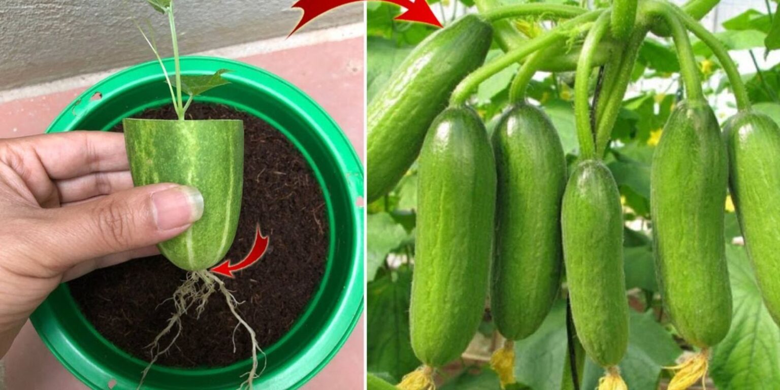 The Ultimate Guide to Propagating Cucumbers: Grow Your Own with Ease ...