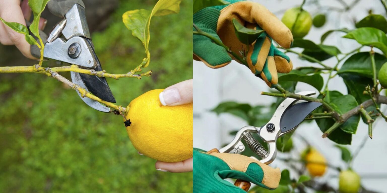 Pruning Lemon Trees: The Ultimate Guide to Boosting Fruit Production ...