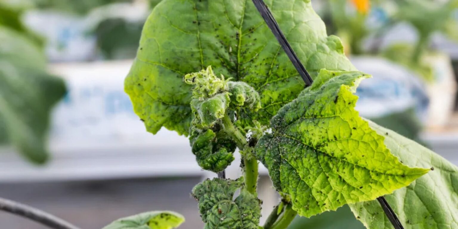 11 Common Cucumber Growing Problems & How to Fix Them for a Thriving ...