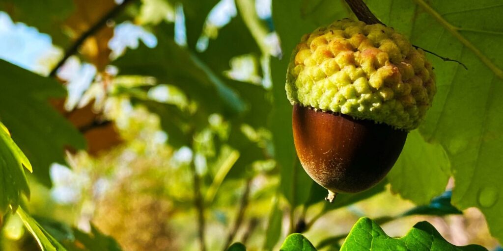 How to Use Acorns as Survival Food: A Complete Guide for Foragers and ...