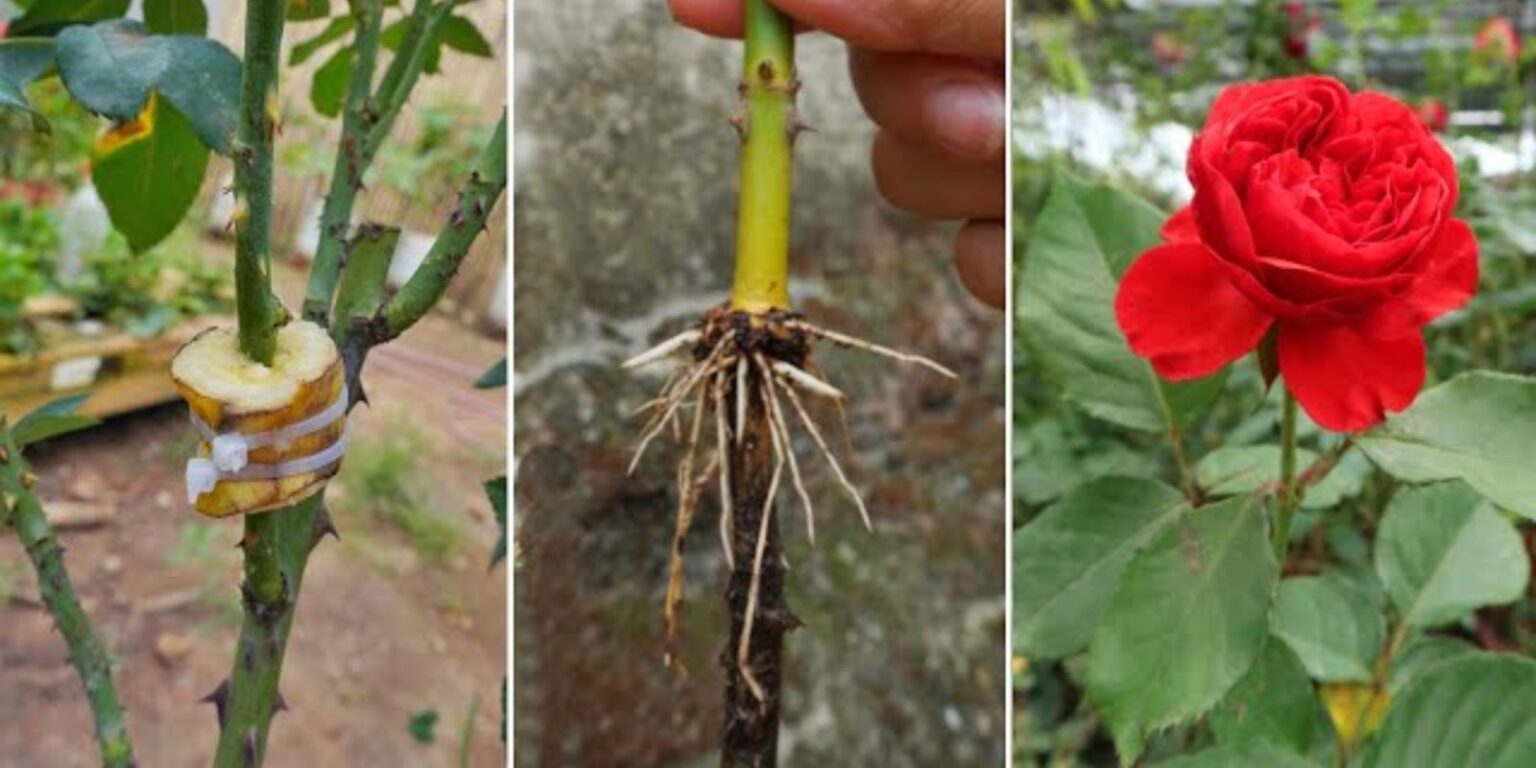 Discover the Secret to Propagating Roses: A Step-by-Step Guide for ...