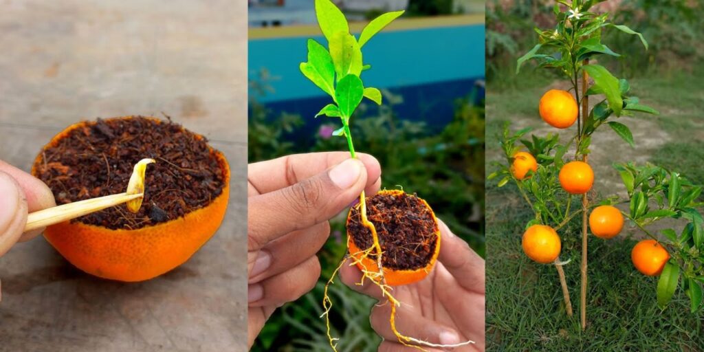 How to Grow an Orange Tree from an Orange: A Comprehensive Step-by-Step ...