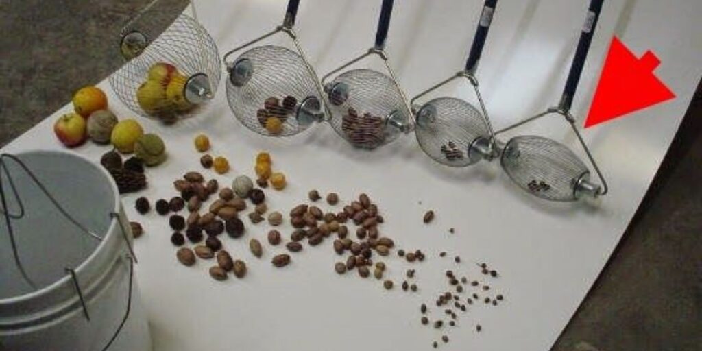 The Ultimate Guide to Gathering Your Nuts: A Step-by-Step Process for a ...