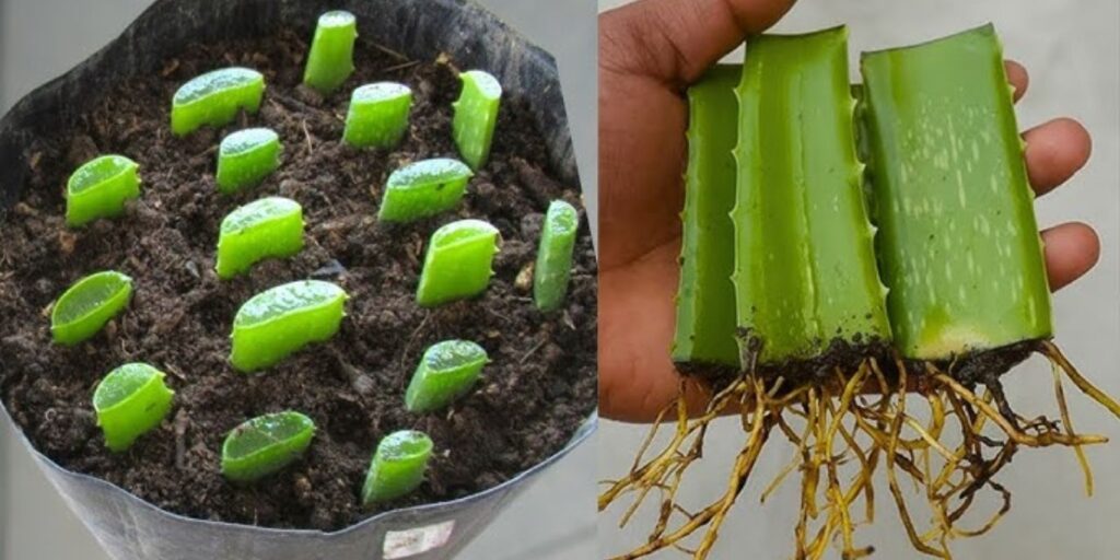 How to Grow Aloe Vera from Leaf Cuttings: A Step-by-Step Guide - Natural Garden Tips