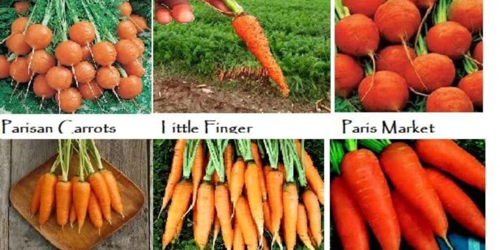 Exploring the Best Types of Carrots for Your Garden: A Complete Guide ...
