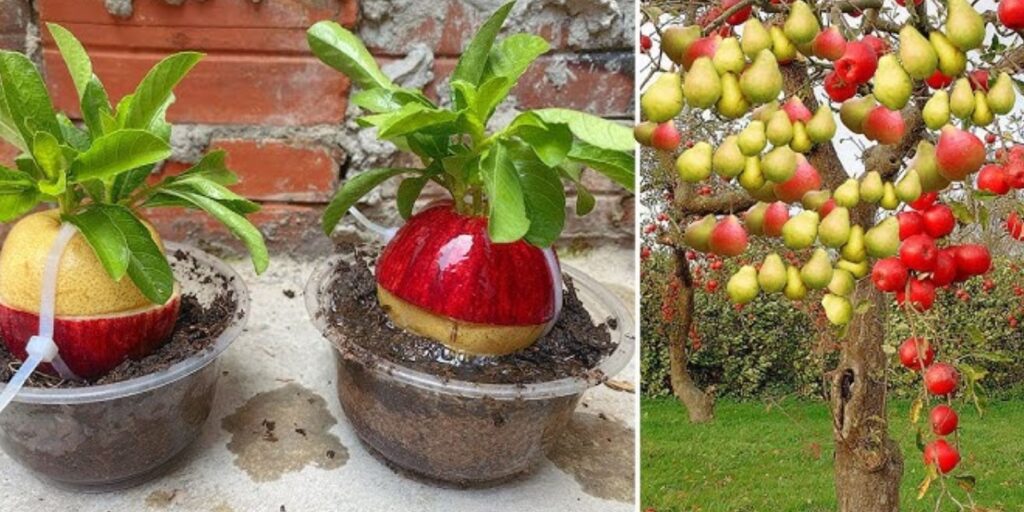 How to Grow an Apple Tree from an Apple Fruit: A Step-by-Step Guide ...
