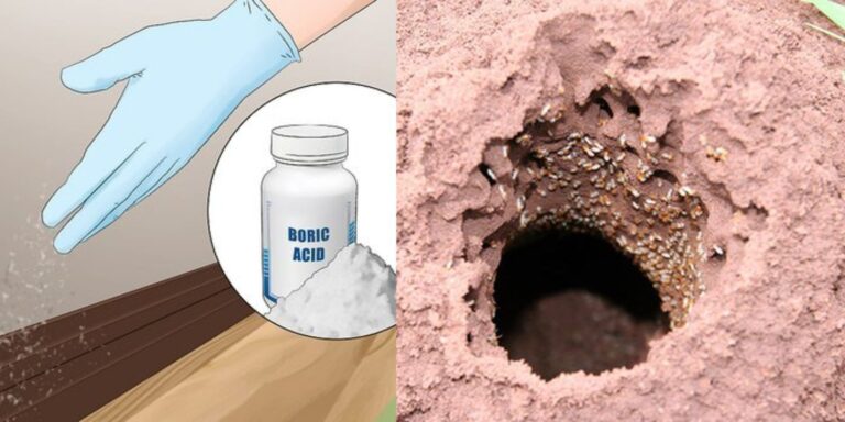 Eliminate Termites Naturally: A Complete Guide to Using Boric Acid for ...