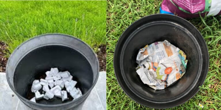The Truth About Styrofoam in Plant Pots: Why This Myth Needs to End ...