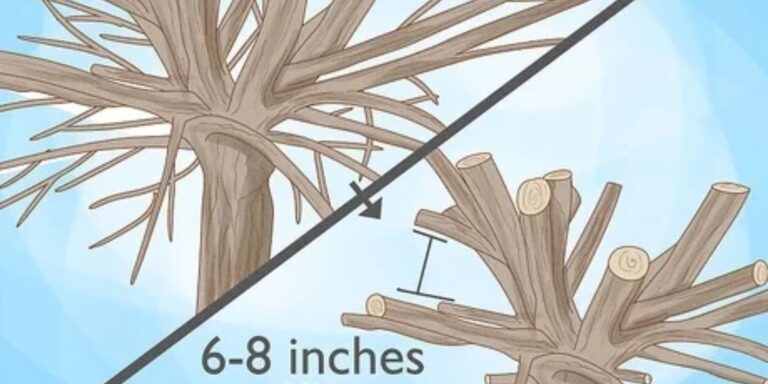 The Ultimate Guide to Pruning Your Mulberry Tree: 10 Essential Steps ...