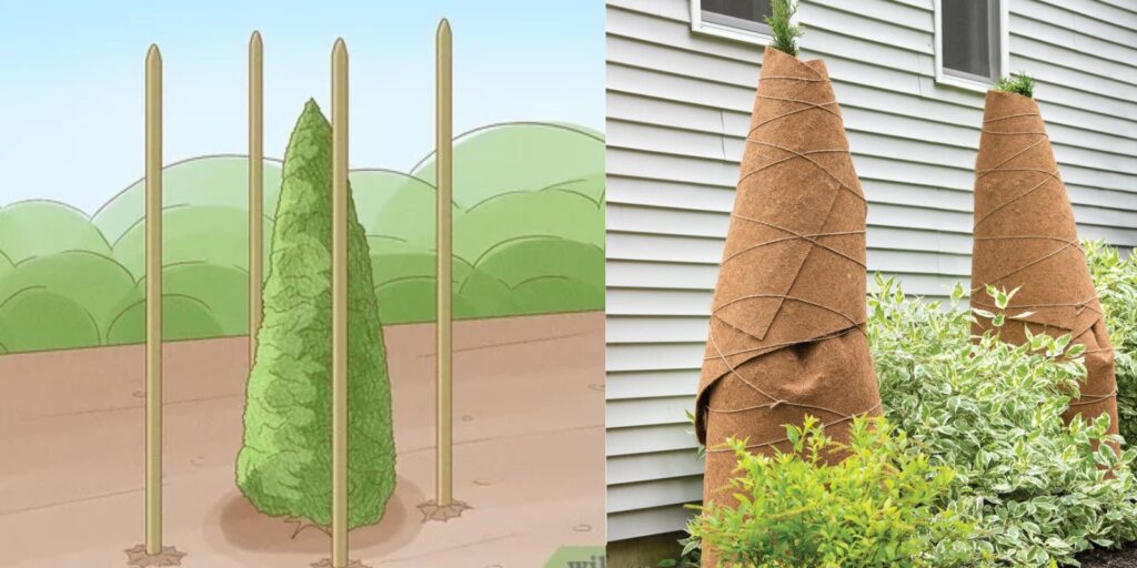 3 Ways to Cover Arborvitae for Winter: Protecting Your Evergreen Beauty ...