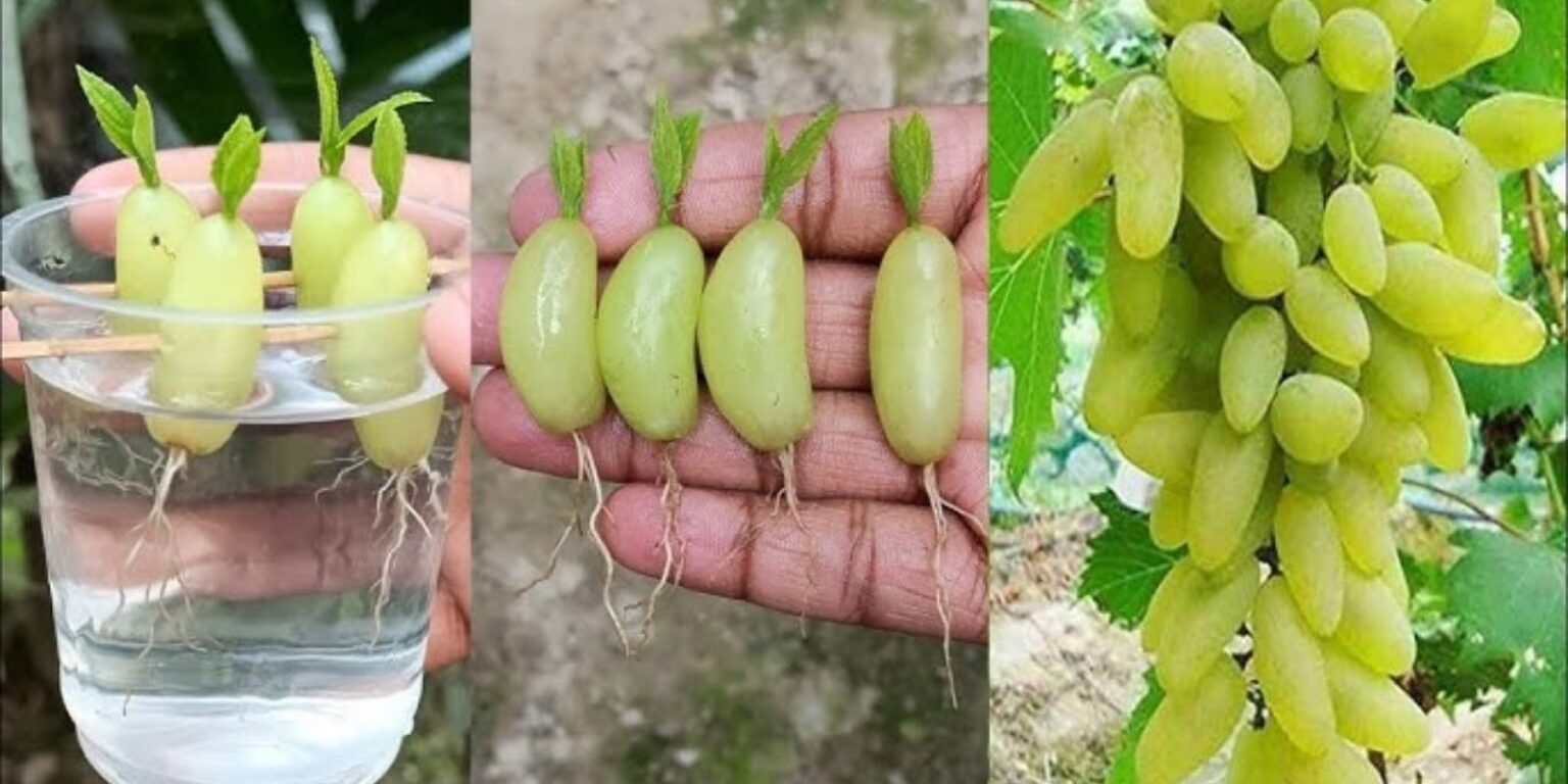 How to Propagate Grape Vines with Water: A Simple Method to Grow Grapes ...