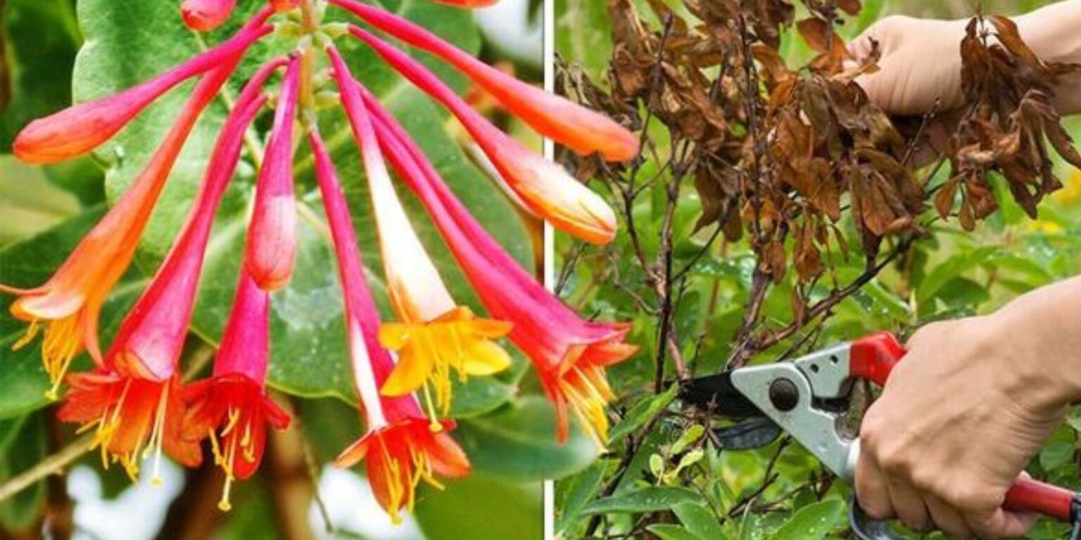 Mastering the Art of Pruning: 3 Essential Ways to Prune Honeysuckle for ...