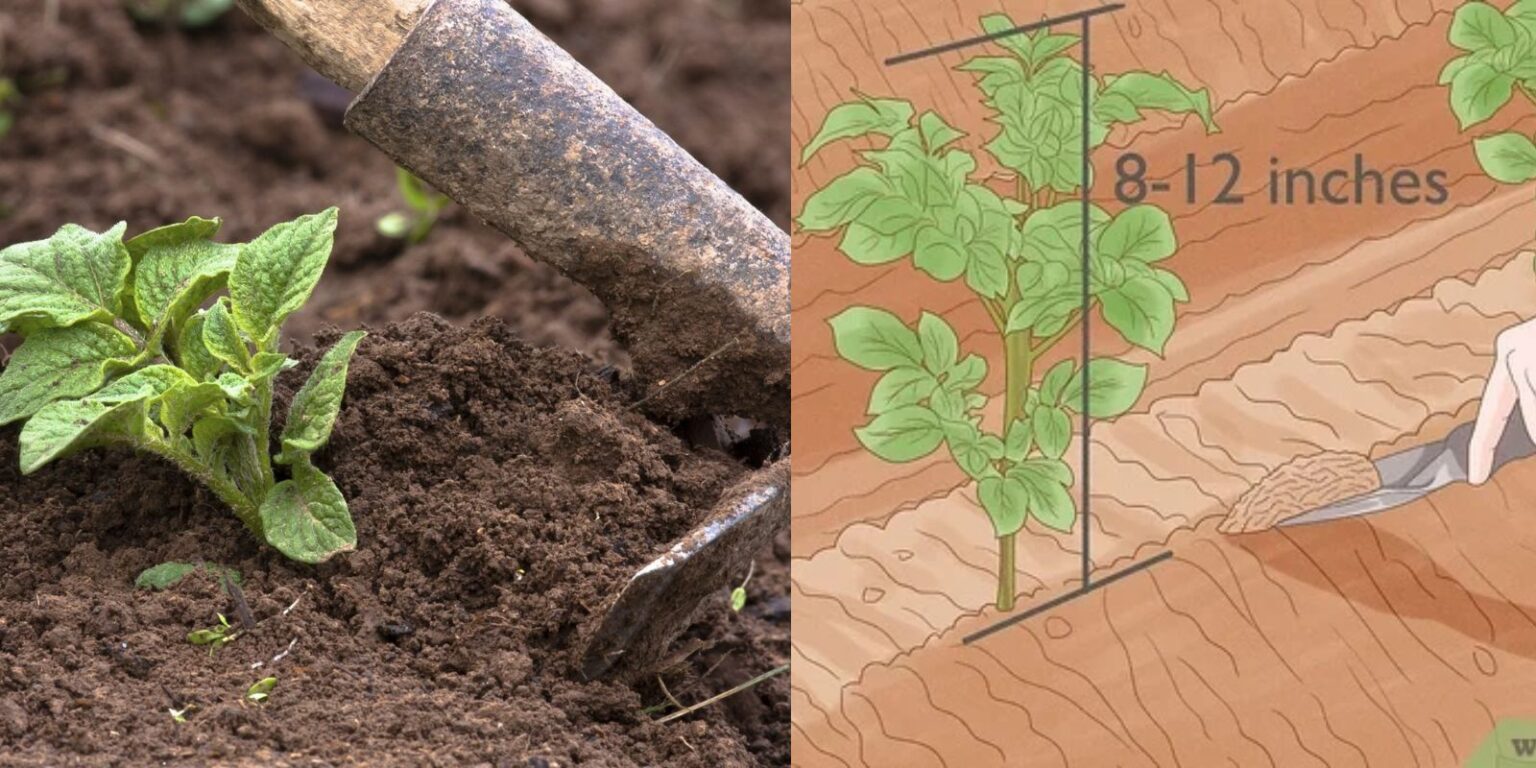"Mastering the Art of Hilling: How to Cover Potato Plants for a ...