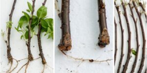 How to Propagate Pear Trees from Cuttings: A Step-by-Step Guide ...