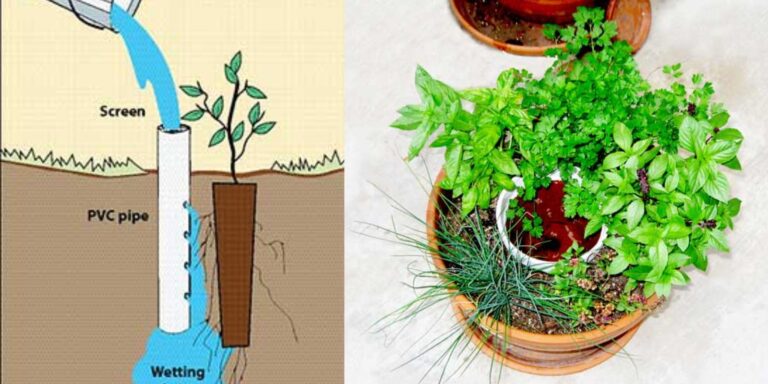 Maximize Efficiency with Sustainable Irrigation: A Beginner's Guide to ...