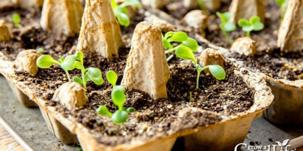 DIY Seed Starting Containers: A Sustainable Way to Grow Your Garden ...