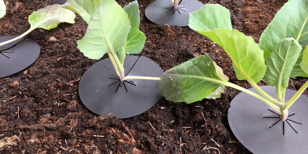 DIY Cabbage Collars: A Simple Solution to Protect Your Cabbage Plants ...