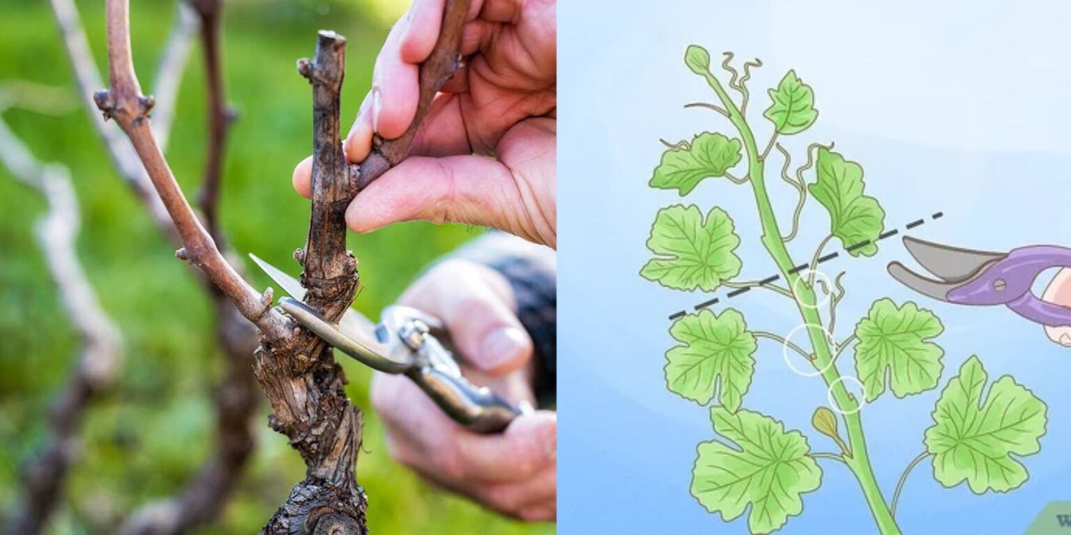 How to Prune Grape Vines: An Easy Guide for a Bountiful Harvest ...