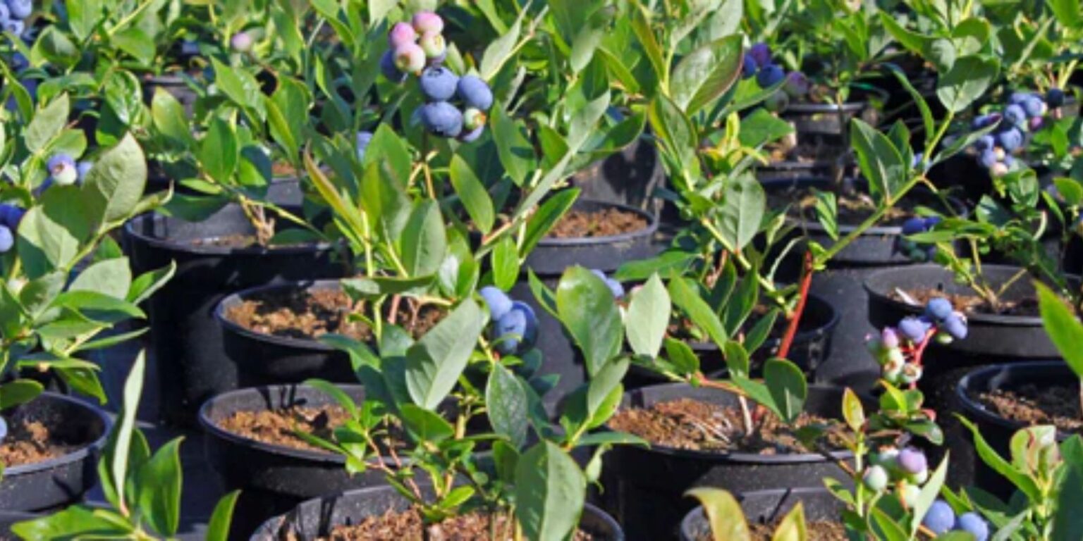 "Planting Blueberry Bushes for Endless Summer Berries: The Ultimate ...